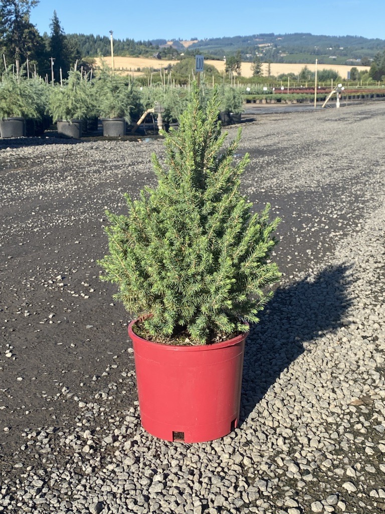 Spruce Dwarf Alberta 3G Coniferous Evergreen, Full Sun to Part Shade ...
