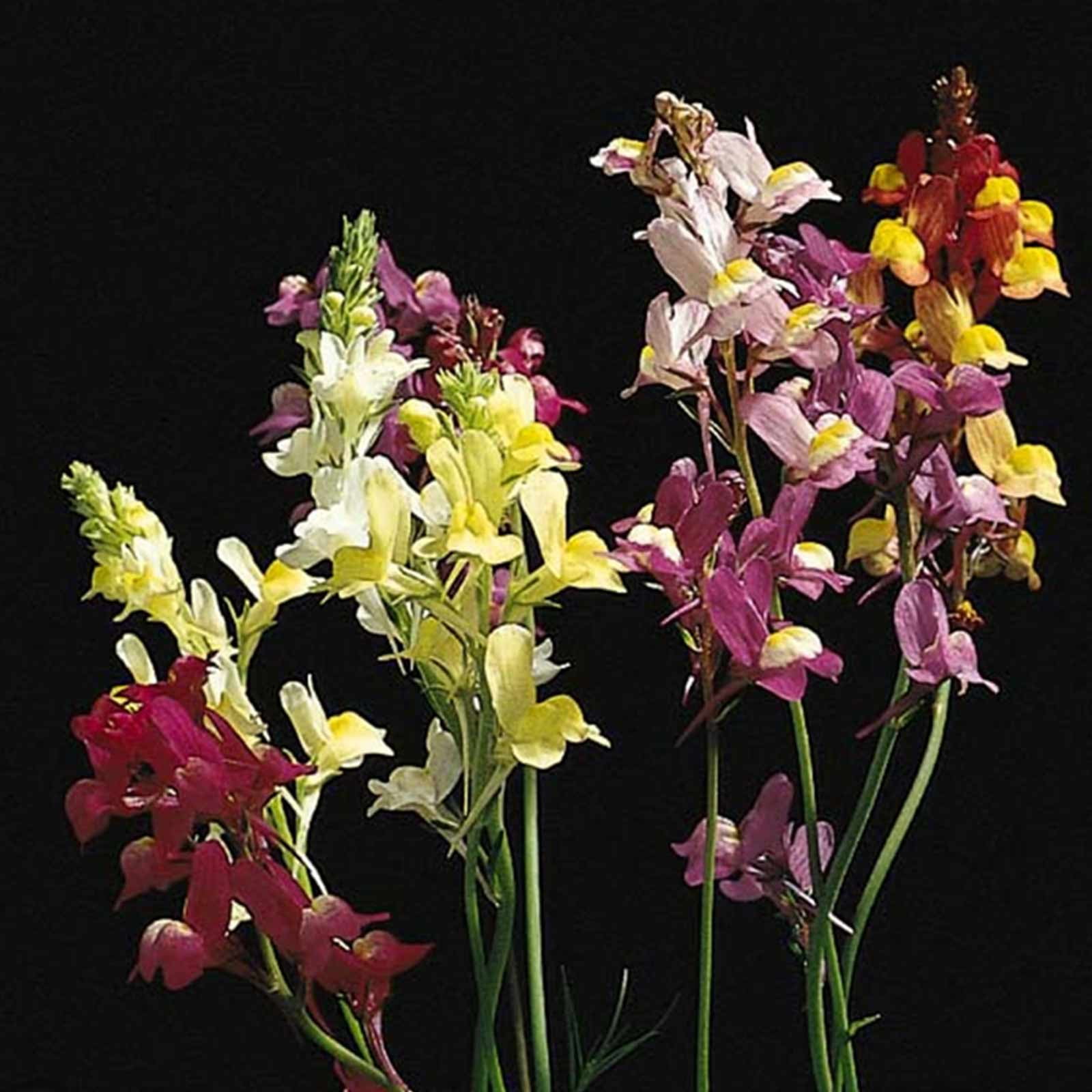 Spurred Snapdragon Linaria Flower Garden Seeds - 1 Oz - Annual ...