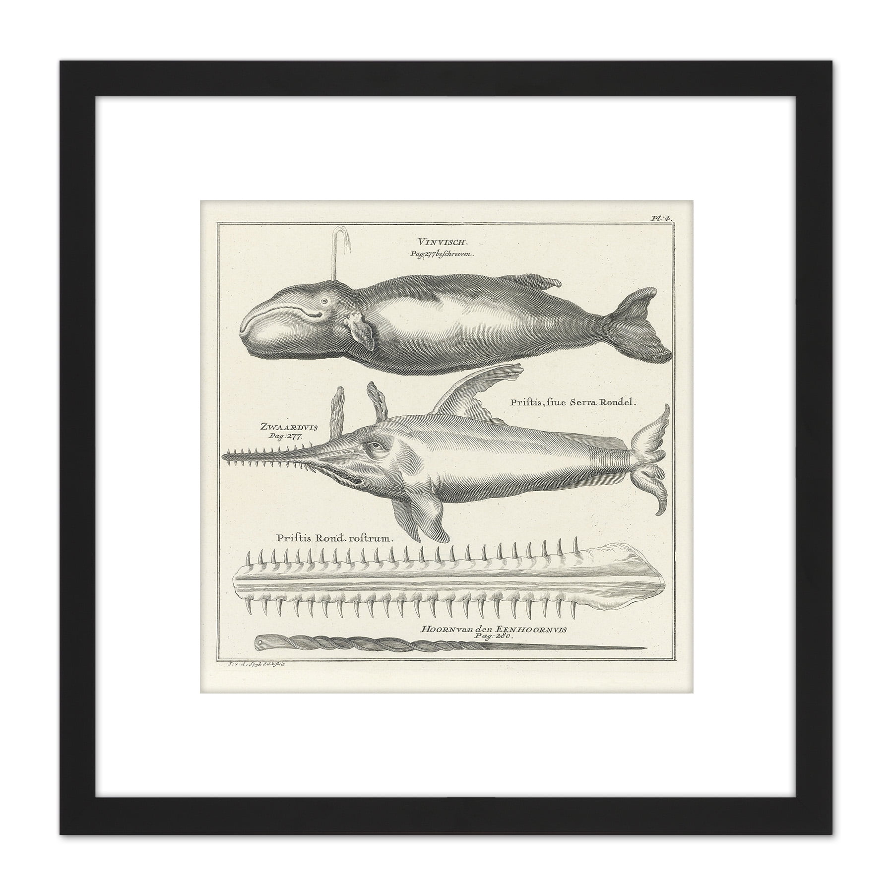 Spyck Sperm Whale Sawfish Nature Study Drawing 8X8 Inch Square Wooden ...