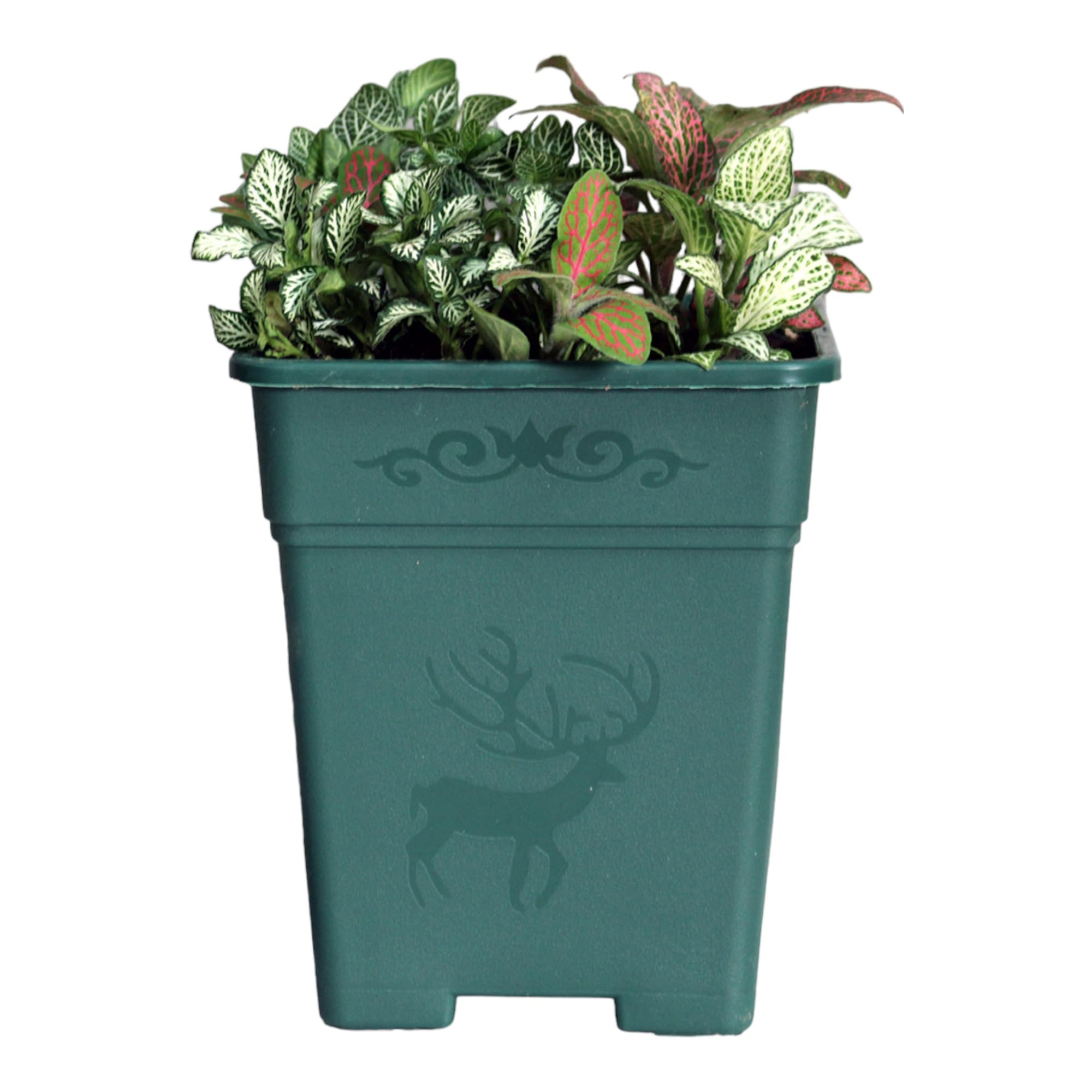 Square Nursery Pots 0.5 Gallon 10-Pack, Plastic Plant Containers for ...