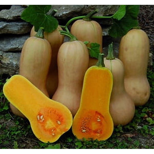 Squash Butternut, Waltham - packet - Walmart.com