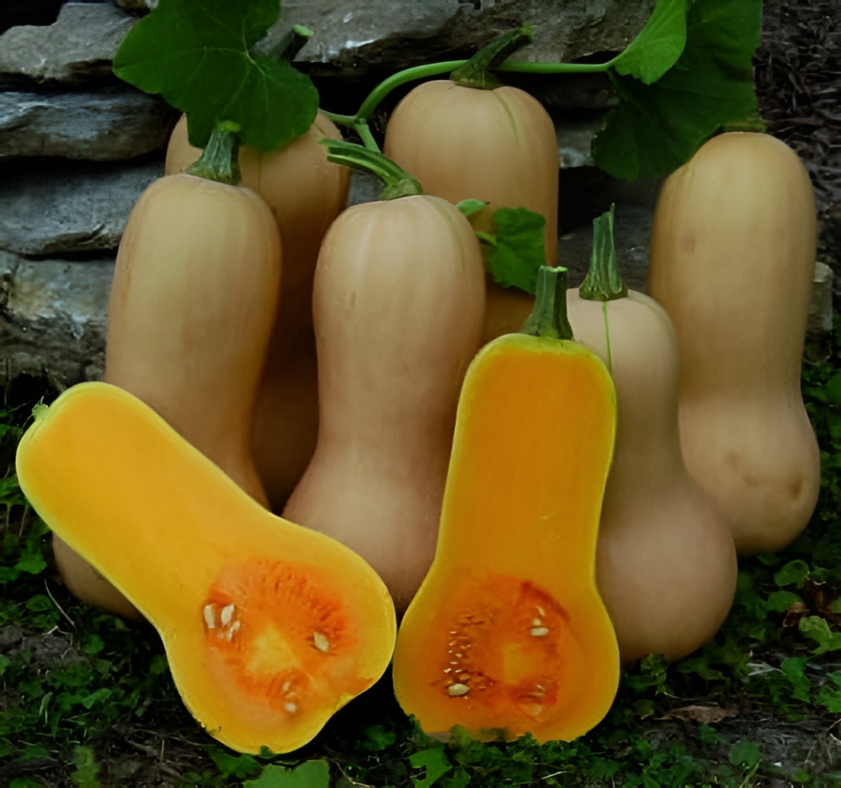 Page Seed Squash Butternut Waltham Packet, 8-12 Inches, 3 Pounds, Sweet ...