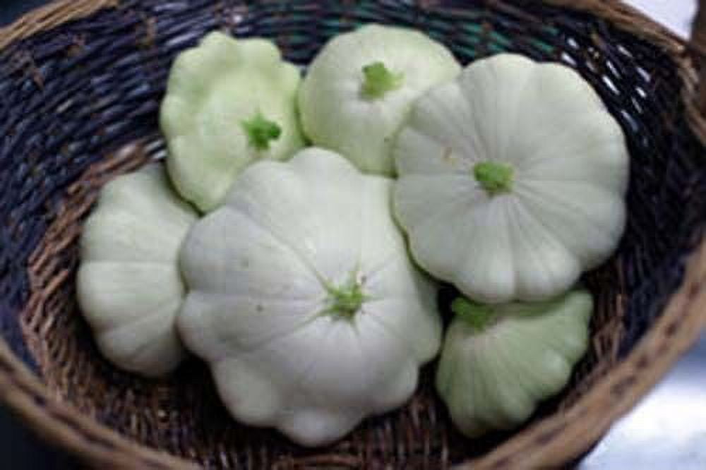 White Scallop Squash
