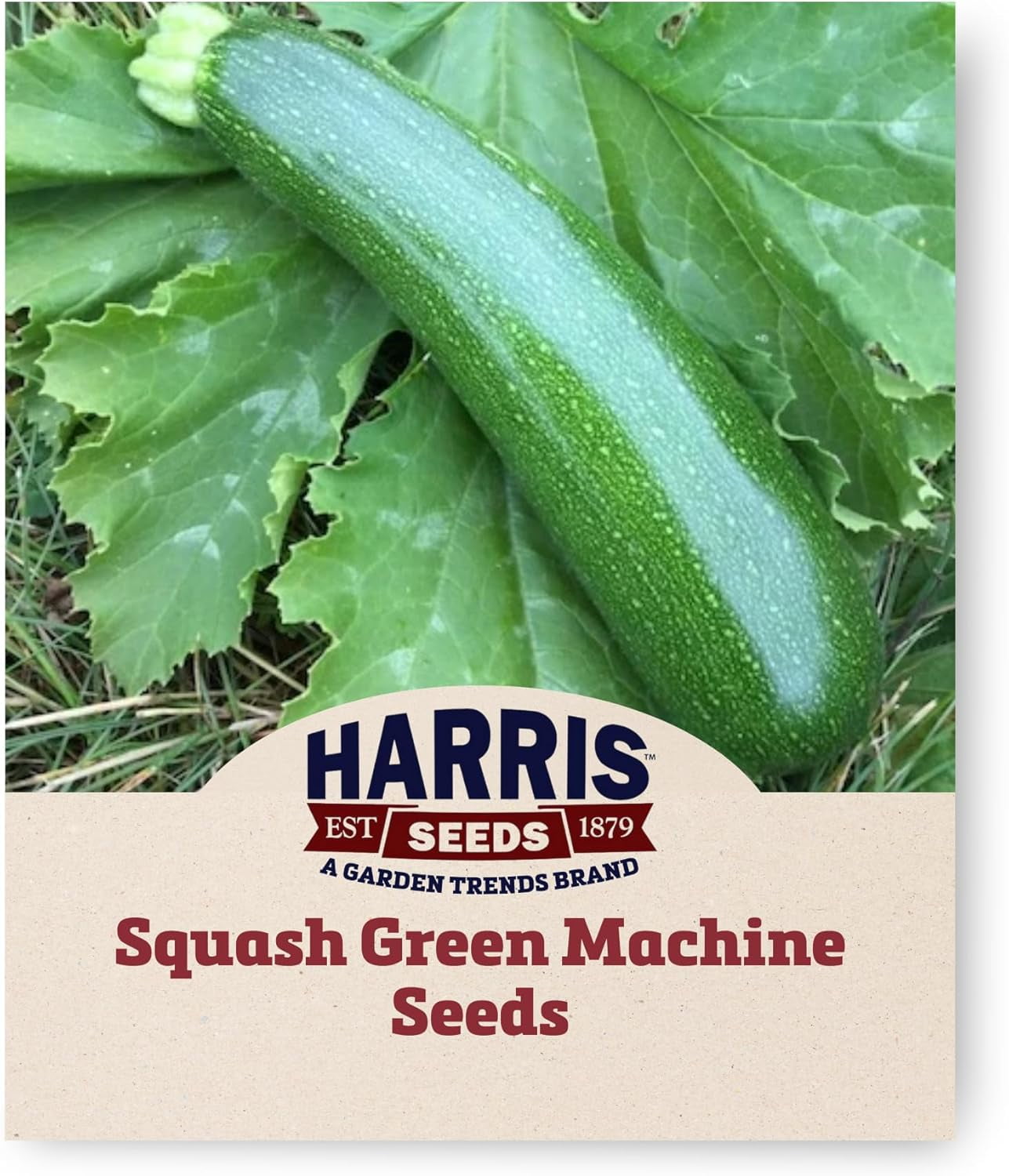 Harris Seeds - Squash Green Machine F1 Variety Organic Zucchini - 250 ...