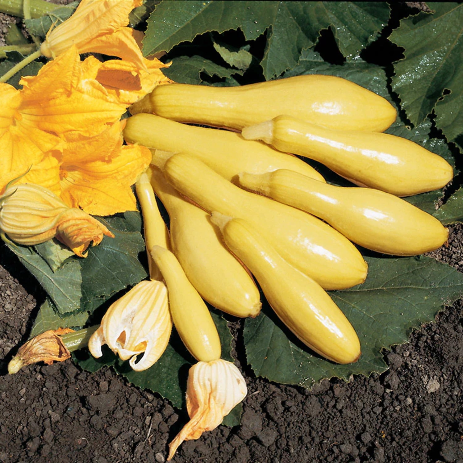 Squash Multipik F1 Seed, FarMore Treatment, 5,000 Seeds - Walmart.com