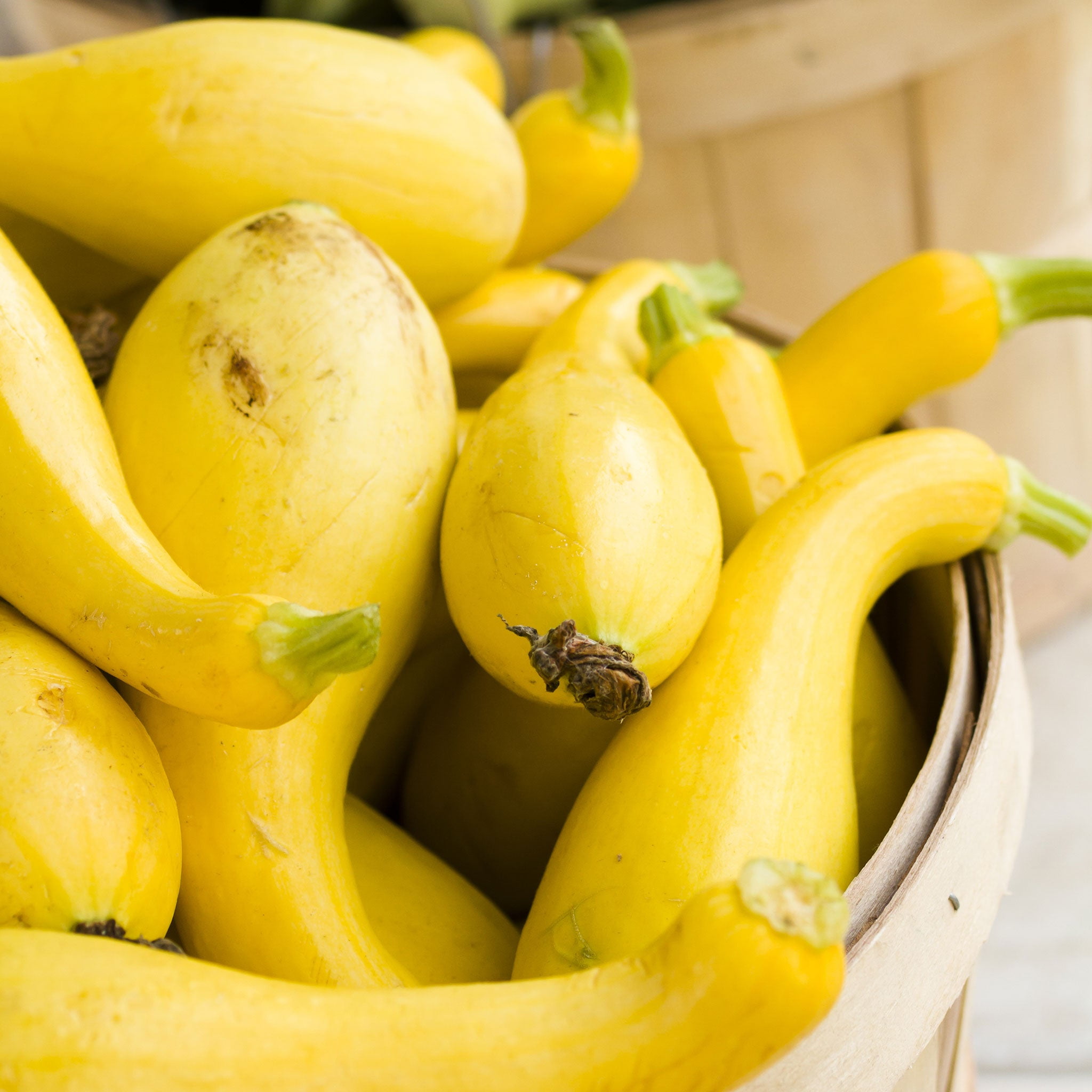 Eden Brothers Squash Seeds (Organic) - Golden Summer Crookneck ...