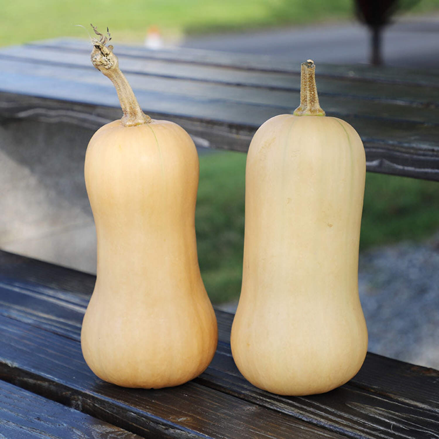Squash Seeds - Treated Butterfly Variety Squash Seeds - Non-GMO - 25 ...
