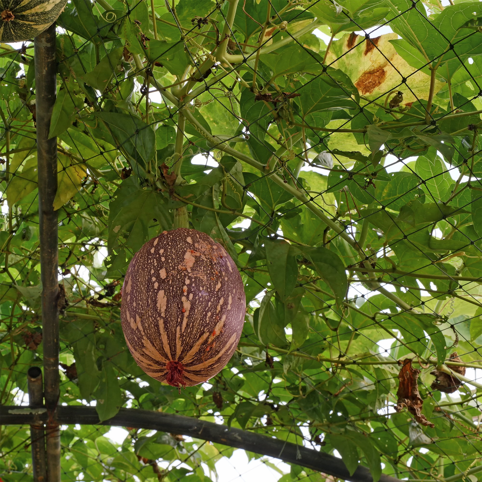 Squash Seeds - Winter - Cushaw Orange - 1 Oz ~170 Seeds - Cucurbita ...