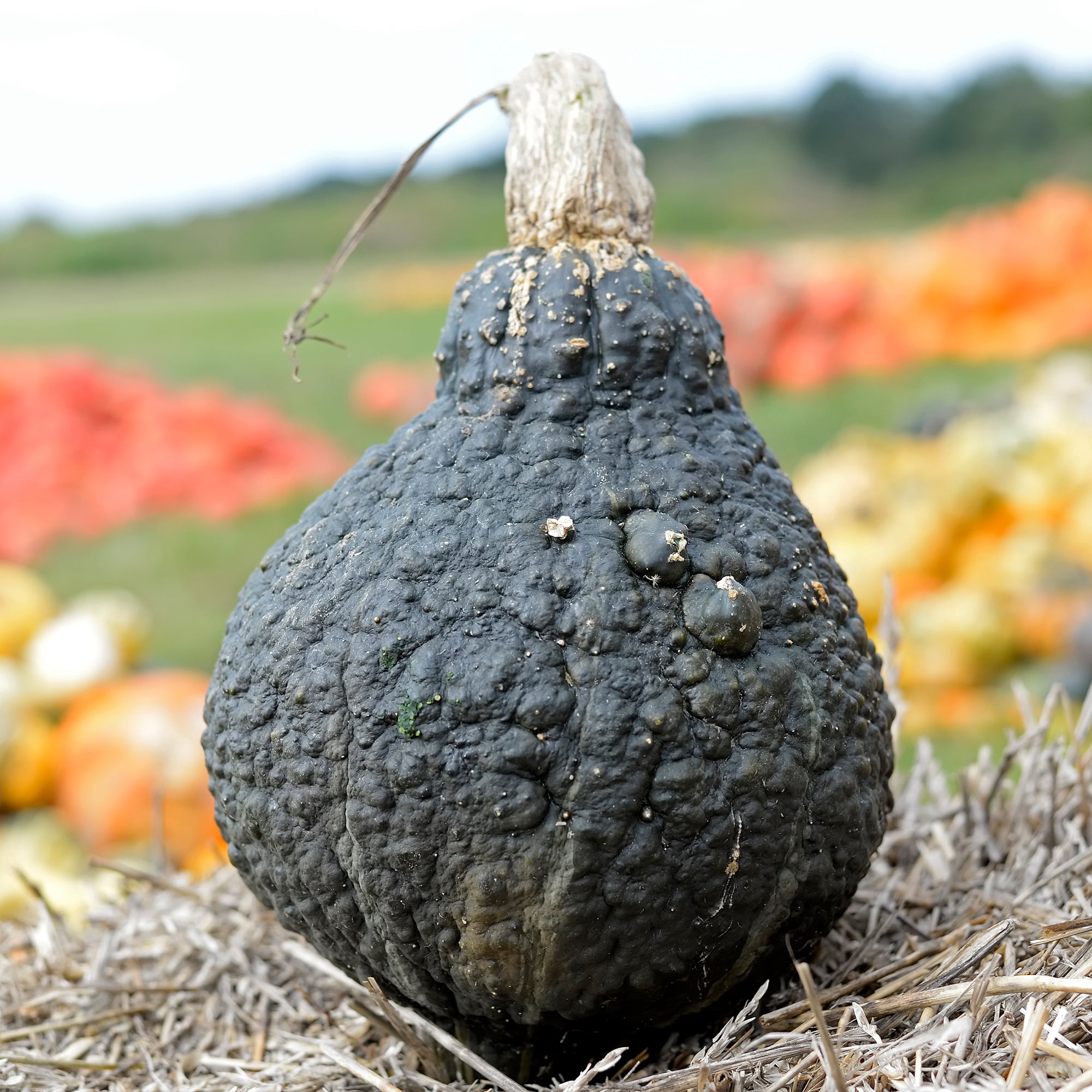 Squash Seeds - Winter - Hubbard Chicago Warted - 5 Lb ~13,600 Seeds ...