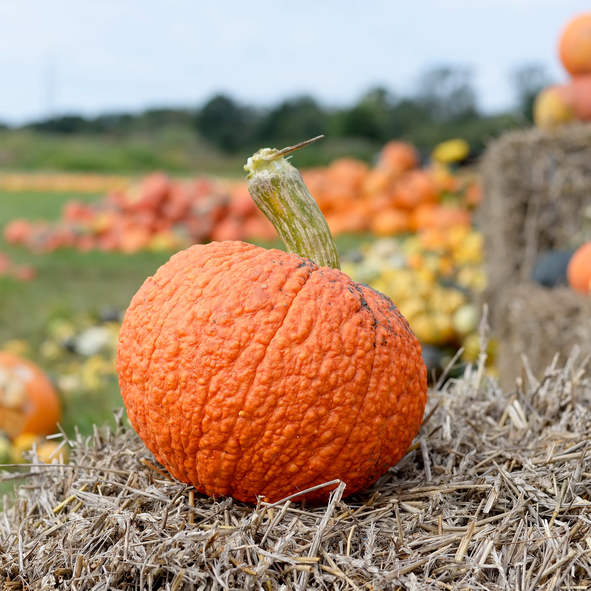 Squash Seeds - Winter - Hubbard Golden - 4 Oz ~680 Seeds - Cucurbita maxima - Farm & Garden ...
