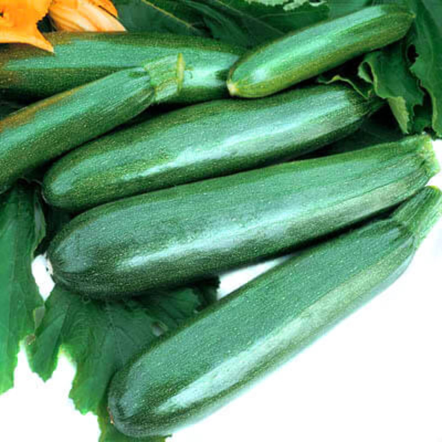 Squash Zucchini Elite F1 Seed, FarMore Treatment, 1,000 Seeds - Walmart.com