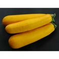 Golden Garden Heirloom Zucchini Squash Vegetable Seeds, 20 Pack, Ready ...
