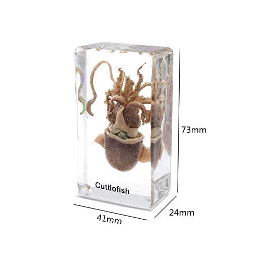 Squid Cuttlefish Specimen Paperweights Sea Animals Specimen for Science ...