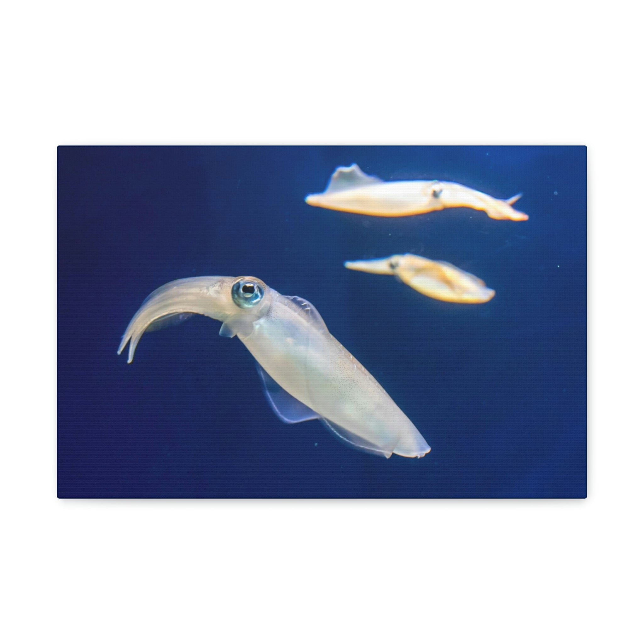 Squid Group Squid Troop Print Animal Wall Art Wildlife Canvas Prints ...