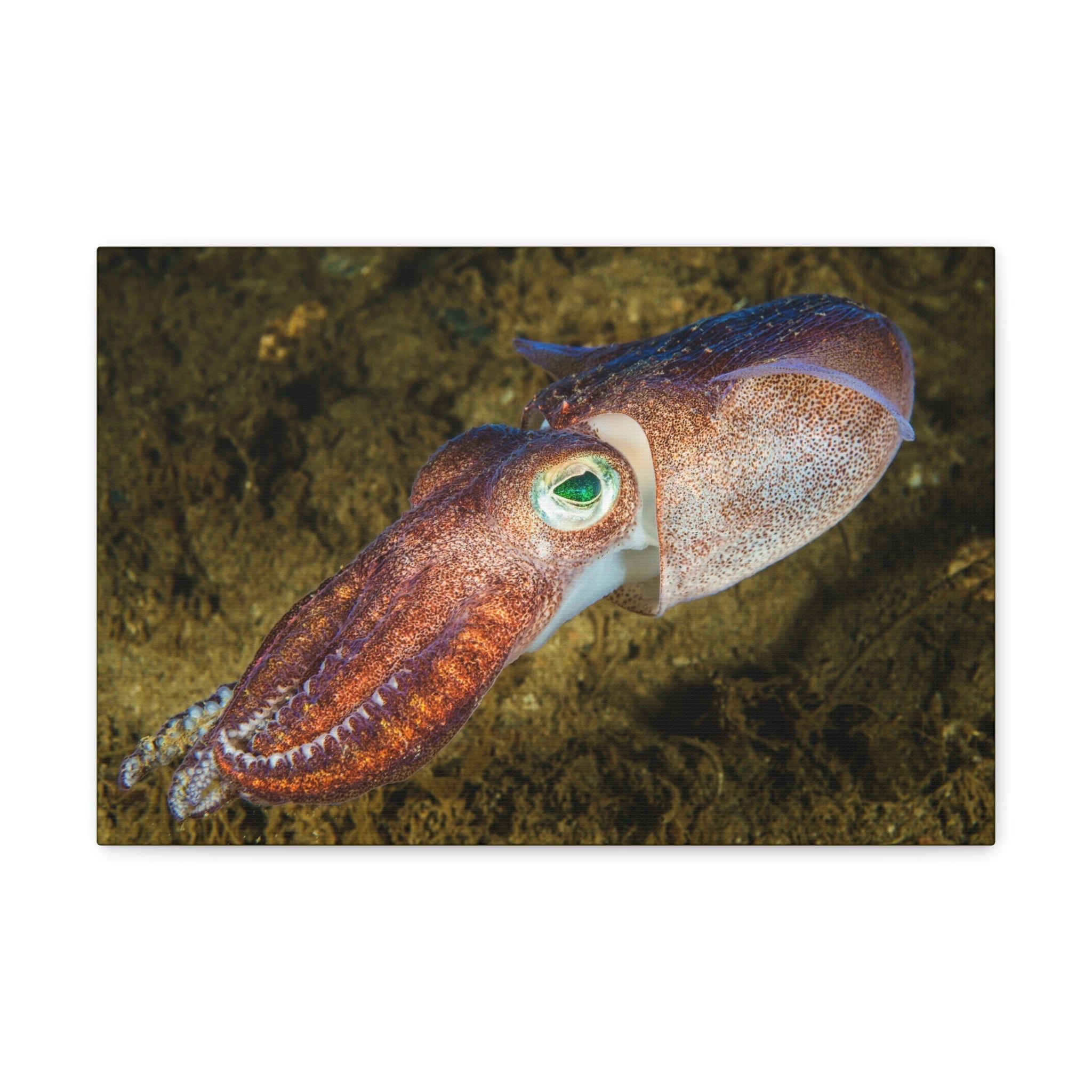 Squid Hunting Squid on Hunt Print Animal Wall Art Wildlife Canvas ...