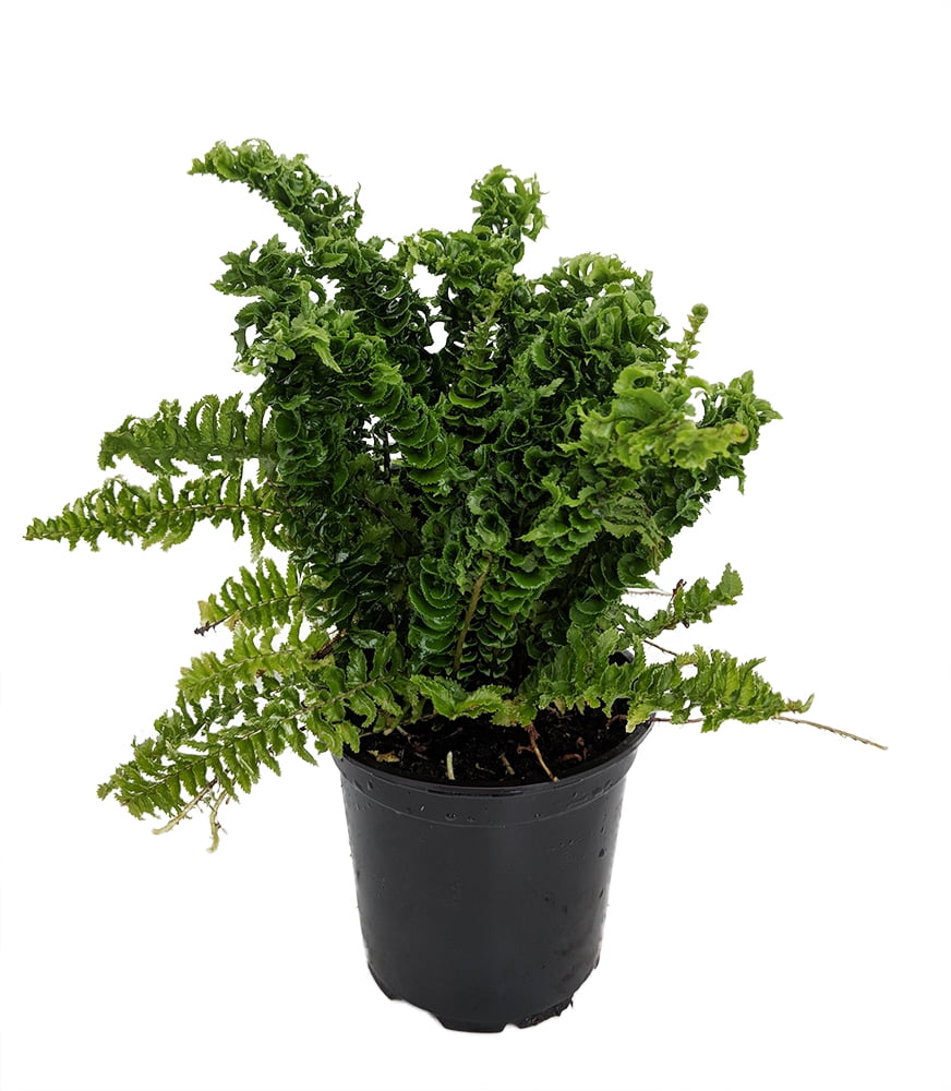 Squiggles Boston Fern - Nephrolensis exalta 'Emina' - 4" Pot - Walmart.com
