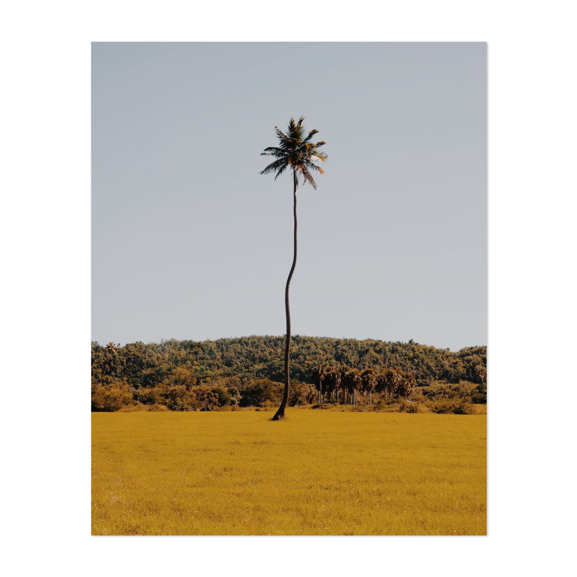 Squiggly Palm - Aguadilla Puerto Rico Photography Palm Tree Minimalist ...