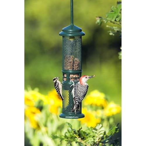 Squirrel Buster Nut Feeder Squirrel-Proof Bird Feeder for Nuts and ...