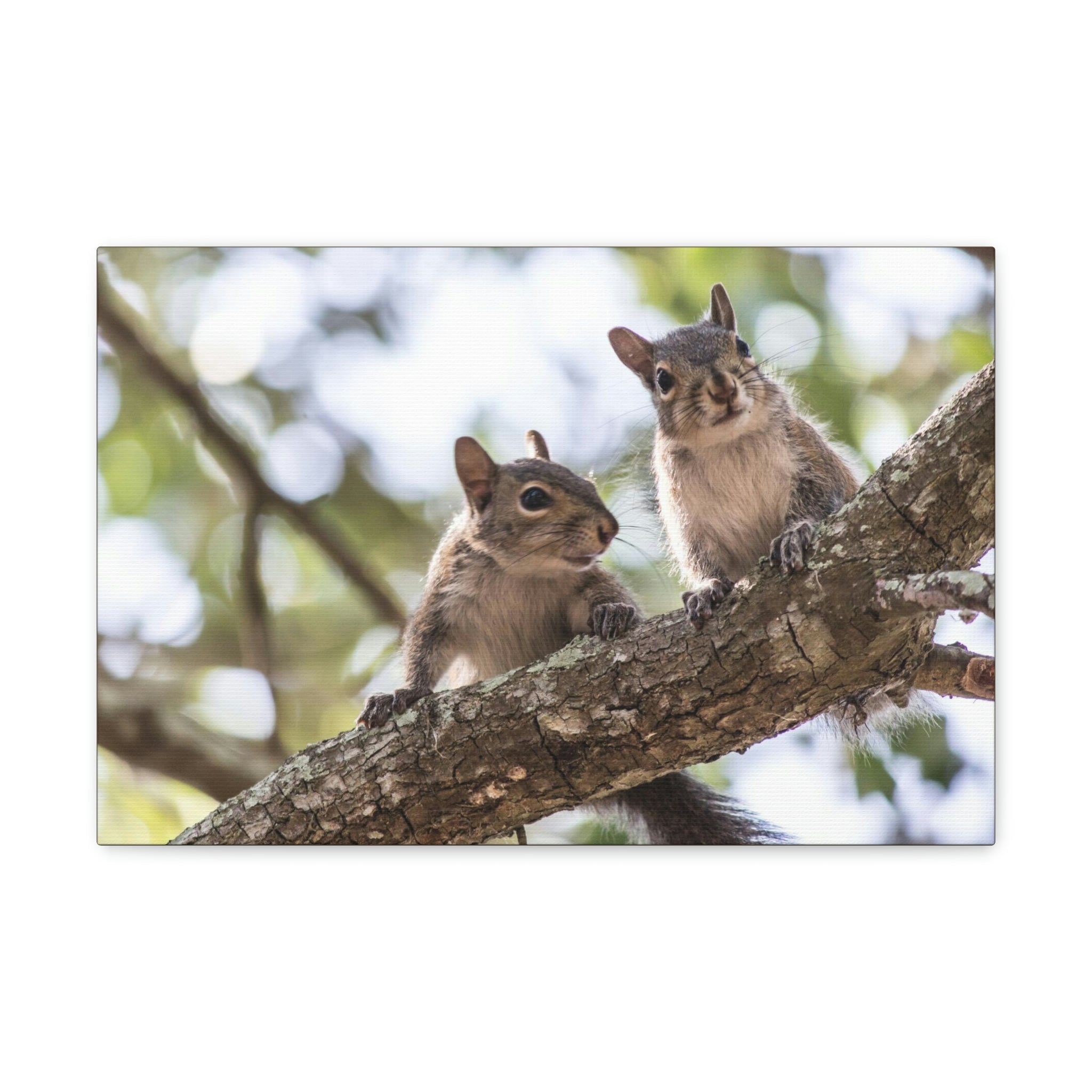 Squirrel Couple Squirrel Couple Print Animal Wall Art Wildlife Canvas Prints Wall Art Ready to ...