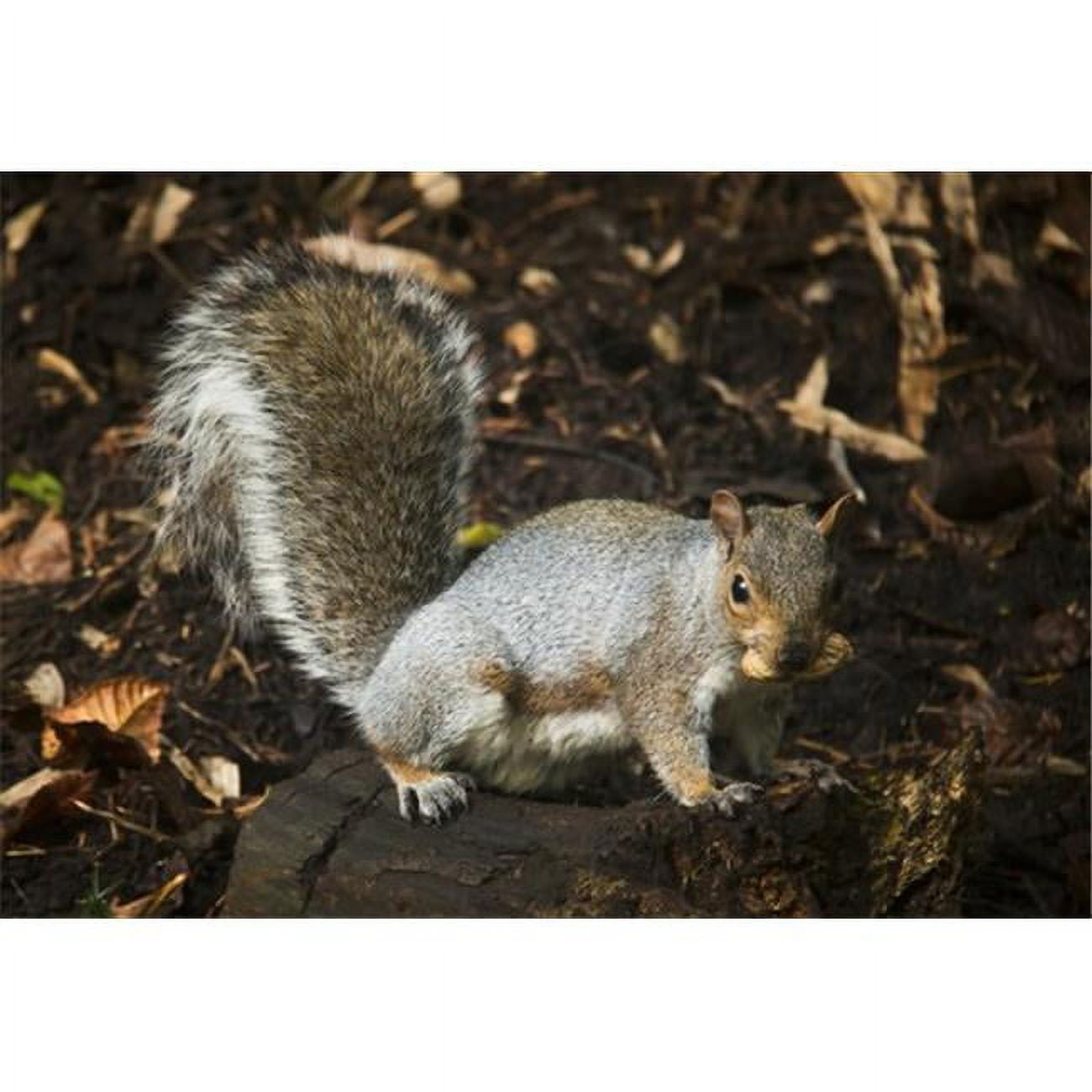 Squirrel Eating A Nut On A Tree Stump in Autumn - Gateshead Tyne & Wear ...