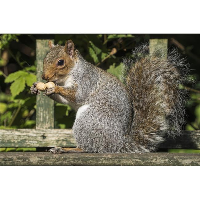 Squirrel Holding A Shelled Peanut - Gateshead Tyne & Wear England ...