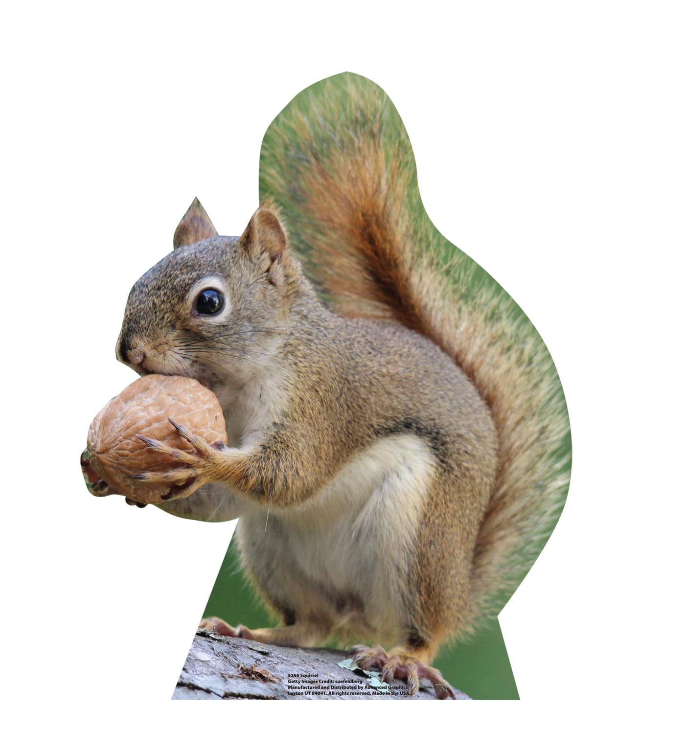 Squirrel Life Size Cardboard Cutout Standee for Party Decor, Photo ...