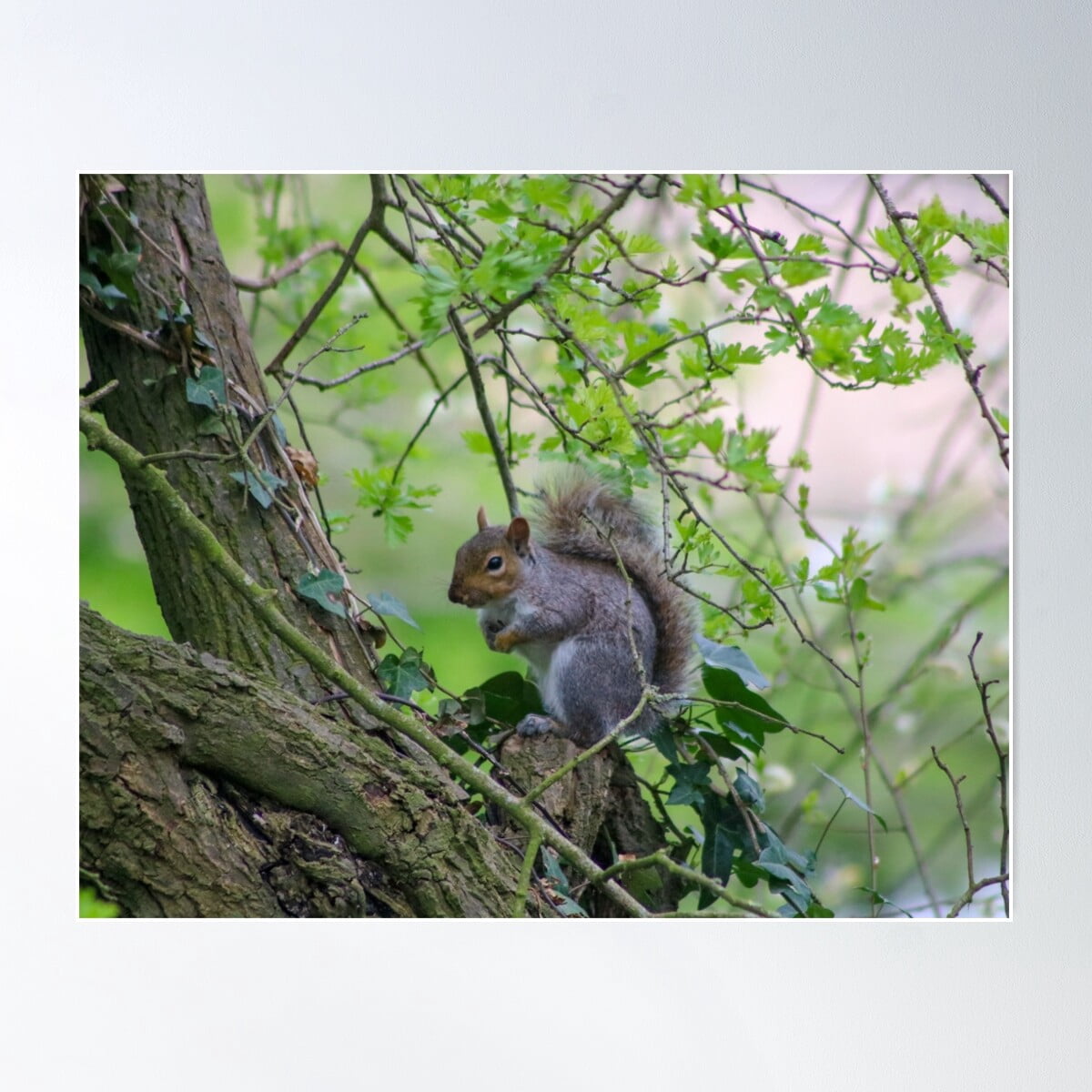Squirrel On The Lookout Poster Wall Art, Modern Wall Decor For Living ...
