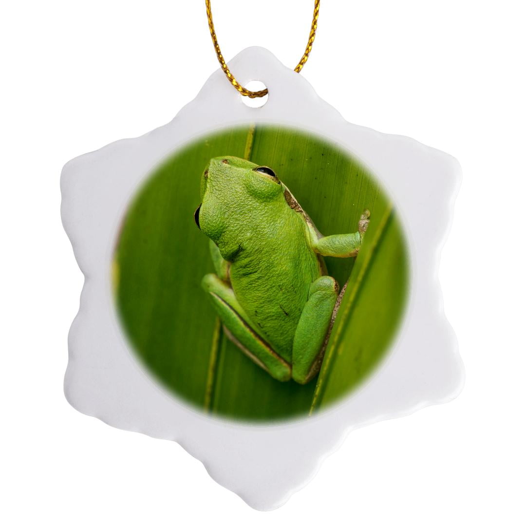 3drose, Squirrel Tree Frog in Palmetto, Everglades National Park ...