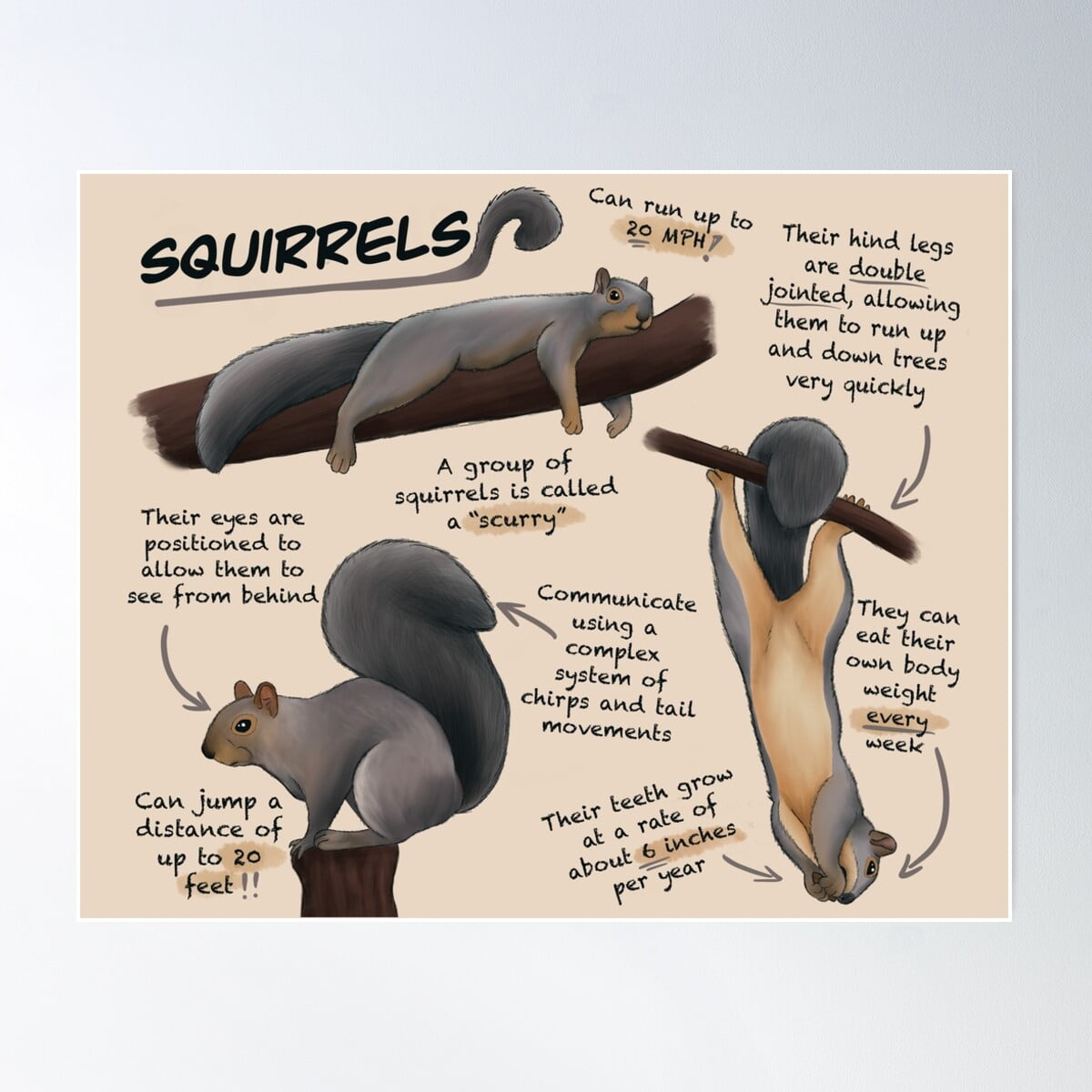 Squirrels Fun Facts Poster Wall Art, Modern Wall Decor For Living Room ...