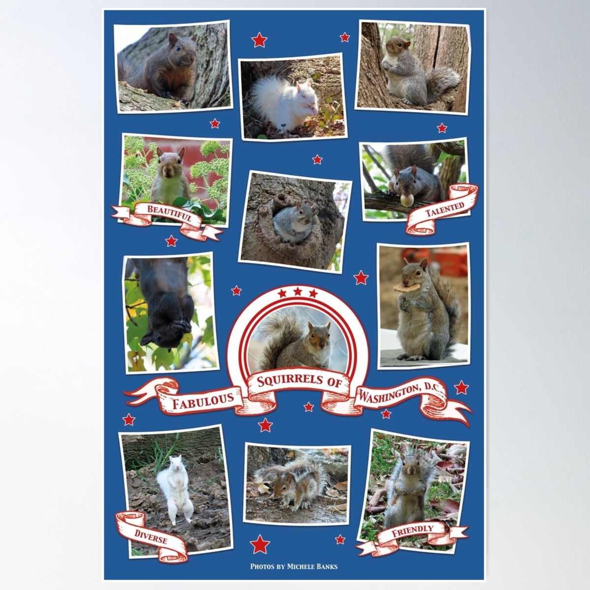 Squirrels Of Washington Dc Poster Wall Art, Modern Wall Decor For ...