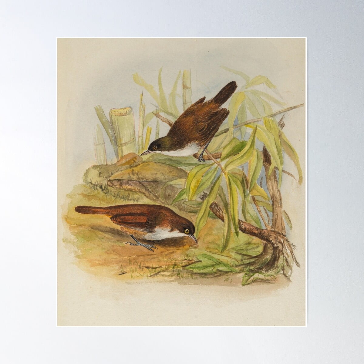 Sri Lankan Little Wren Babbler Poster Wall Art, Modern Wall Decor For ...