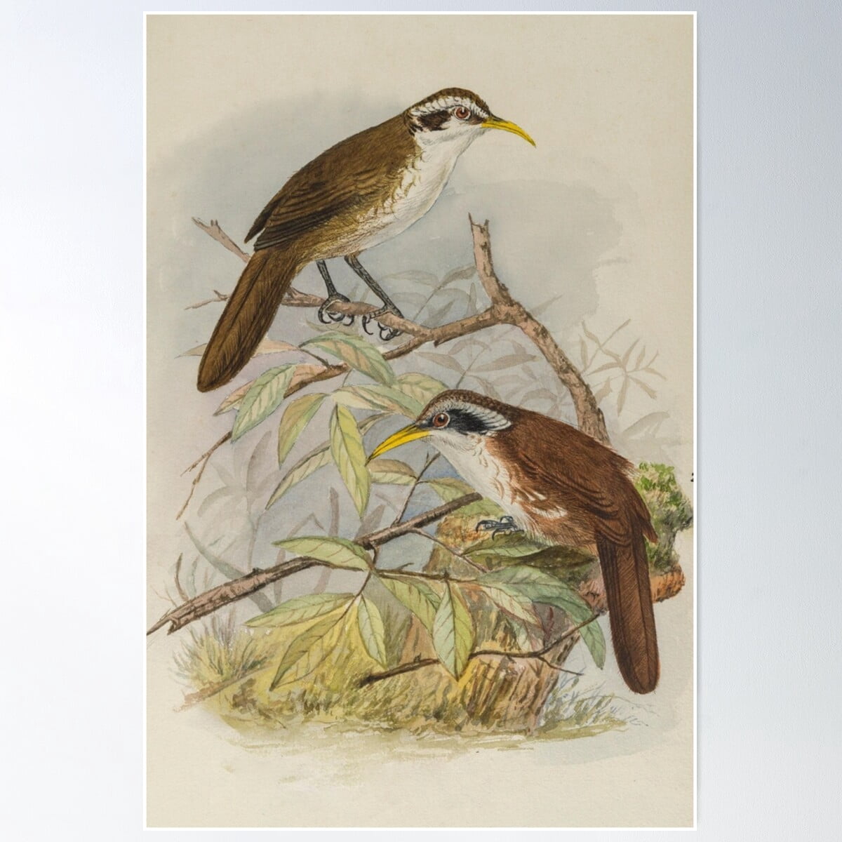Sri Lankan Scimitar Babbler Poster Wall Art, Modern Wall Decor For ...