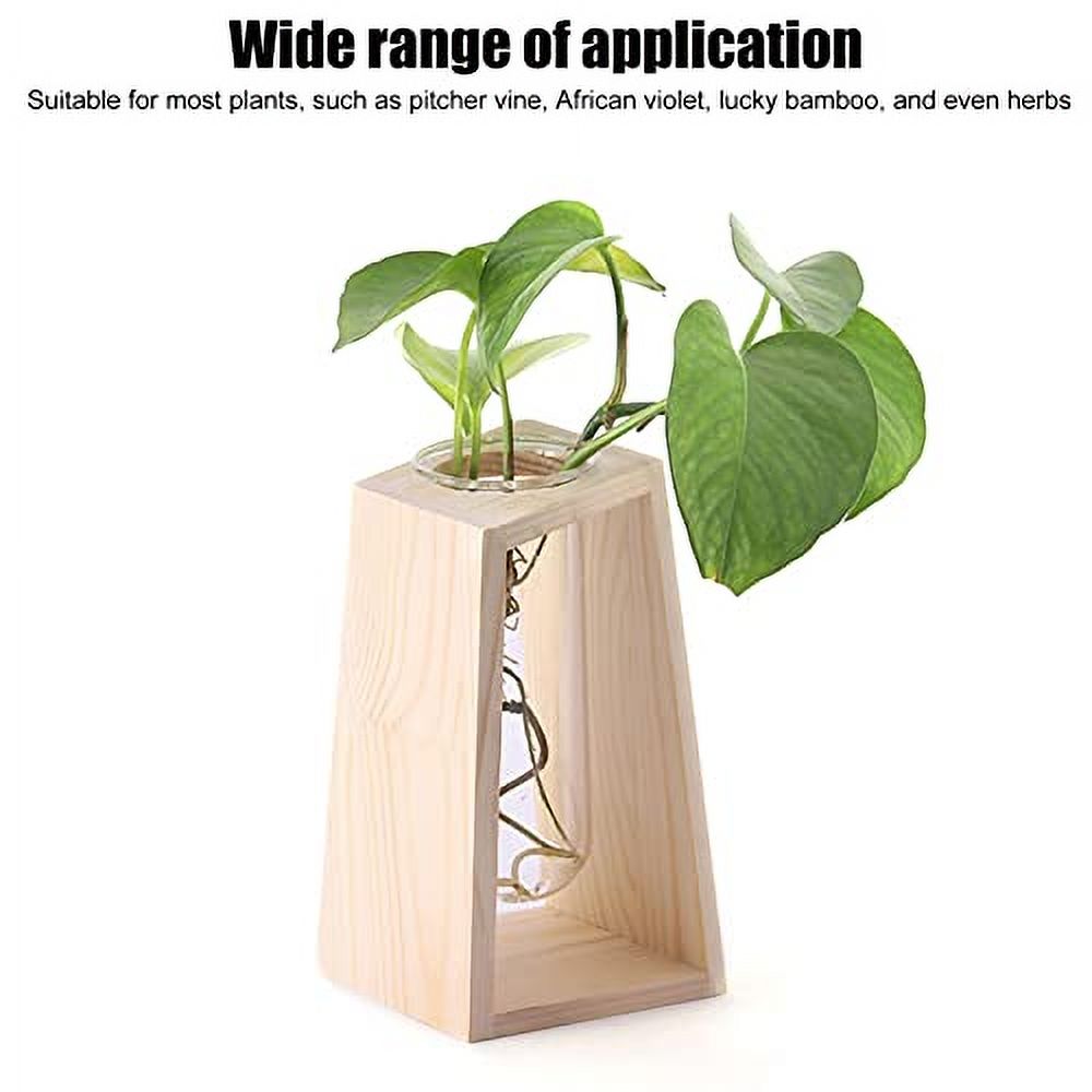 Srliya Glass Test Tube Plant Terrarium, Versatile, Innovative, Handmade ...