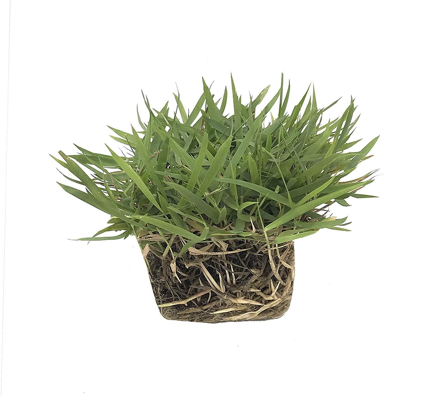 Zoysia Sod Plugs - 3 Large 3" x 3" Plugs - Drought, Salt & Shade ...