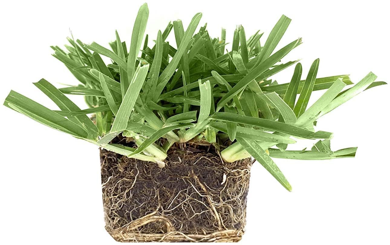 St. Augustine 'Floratam' 3 Inch Sod Plugs - 54 Extra Large Live Plugs ...