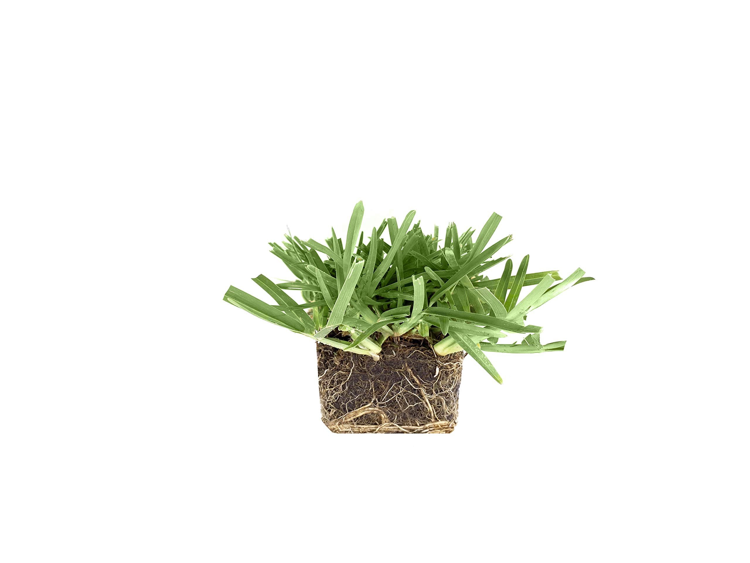 St. Augustine 'Floratam' 3 Inch Sod Plugs - 6 Extra Large Live Plugs ...