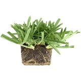 Florida Foliage St. Augustine Floratam Sod Plugs, 72 Extra Large Plugs ...