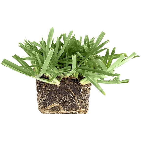 Florida Foliage St. Augustine Floratam Sod Plugs, 72 Extra Large Plugs ...