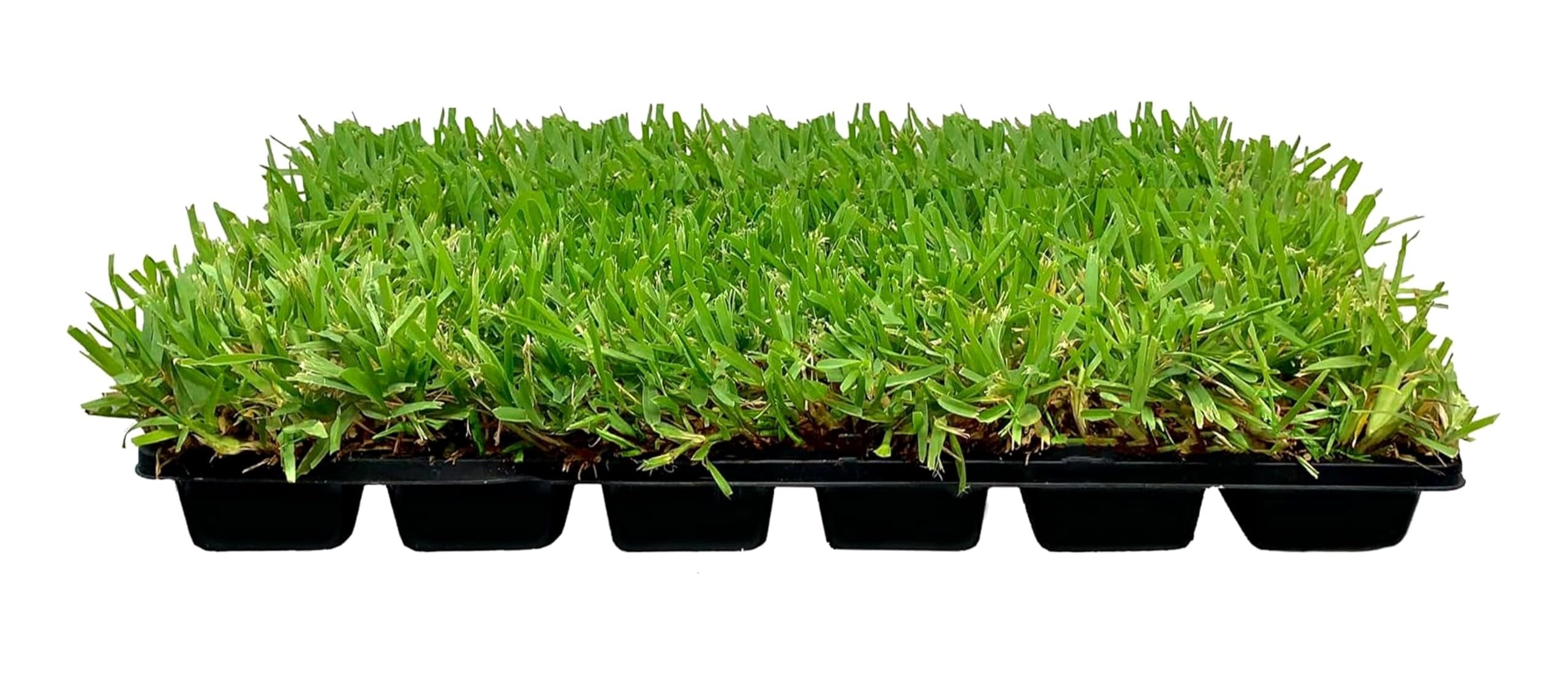 St. Augustine Palmetto 18 Live Grass Plugs - Extra Large, Drought ...