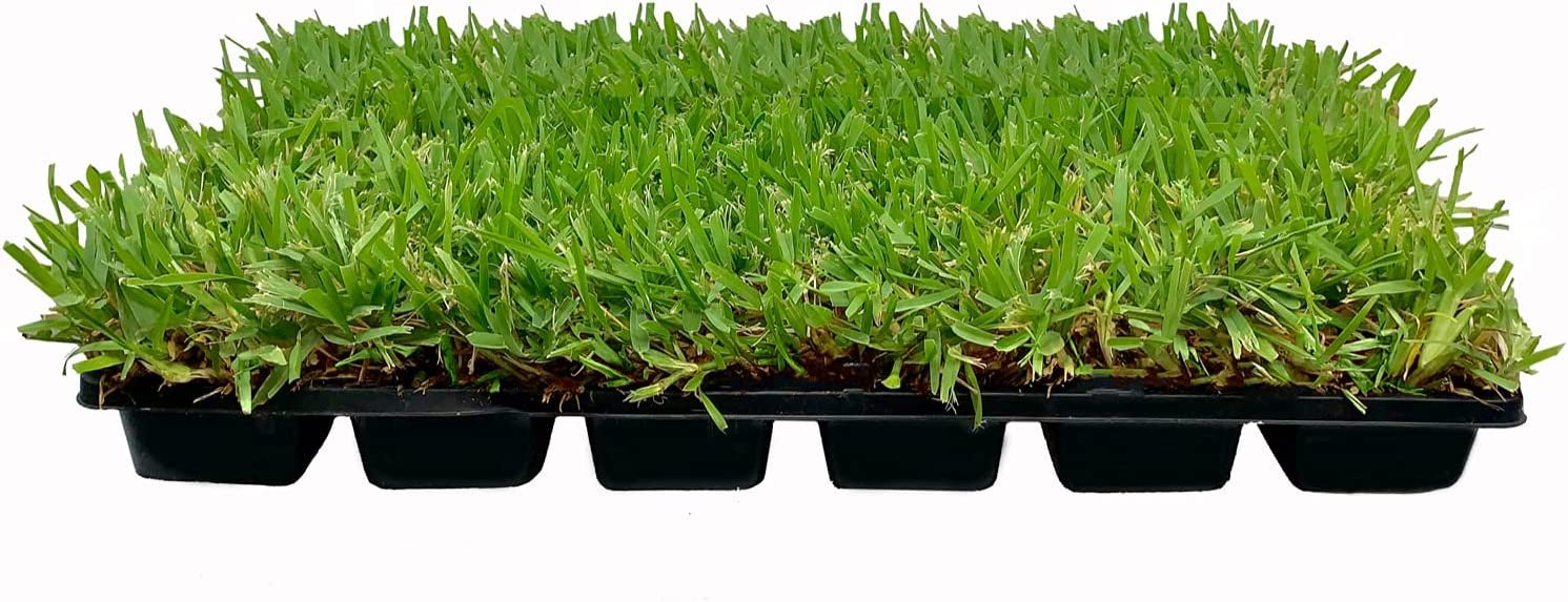 St Augustine Floratam 3 Inch Sod Plugs 6 Extra Large Live Plugs Drought Salt And Shade