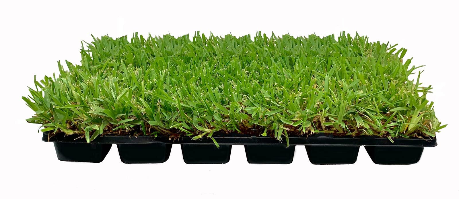 St. Augustine Palmetto 36 Live Grass Plugs - Easy Grower, Fast Lawn ...