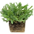 St Augustine Palmetto Live Large Grass Plugs Drought Shade Sod st-augustine-palmetto-live-large-grass-plugs-drought-shade-sod