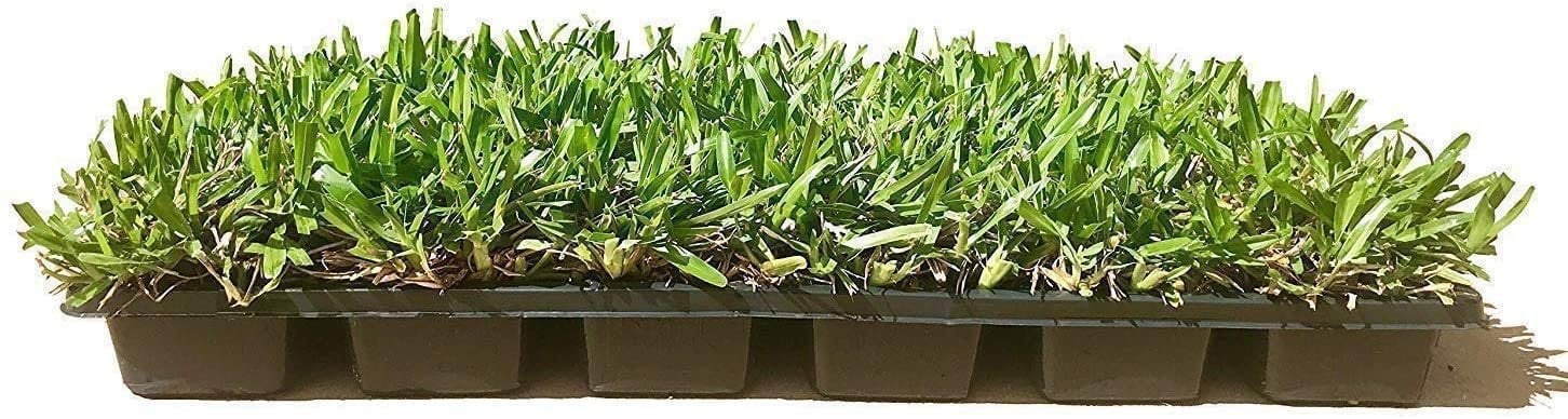 St. Augustine 'Seville' Sod - 3 Live Plugs - Drought, Salt & Shade ...