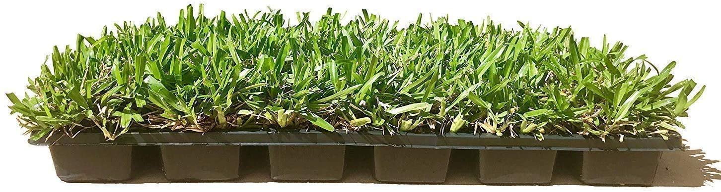 St. Augustine 'Seville' Sod - 36 Live Plugs - Drought, Salt & Shade ...