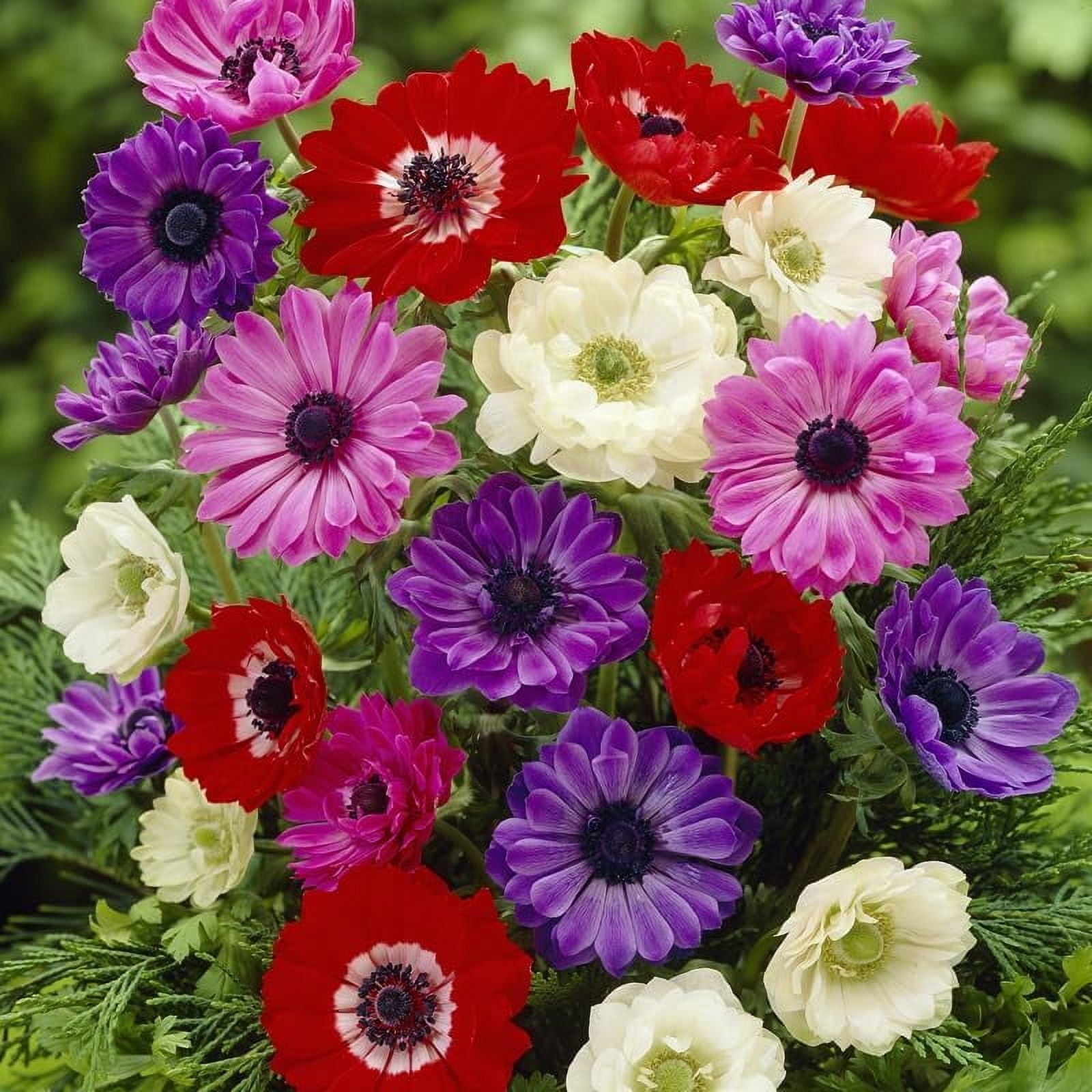 St. Brigid Mix Anemone (Windflower) Flower Bulbs - 25 Bulbs per Pack ...