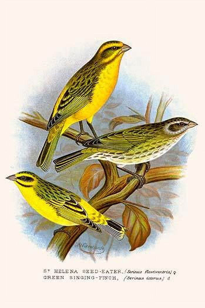 St. Helena Seed Eater & Green Singing Finch-Fine Art Canvas Print (20 ...
