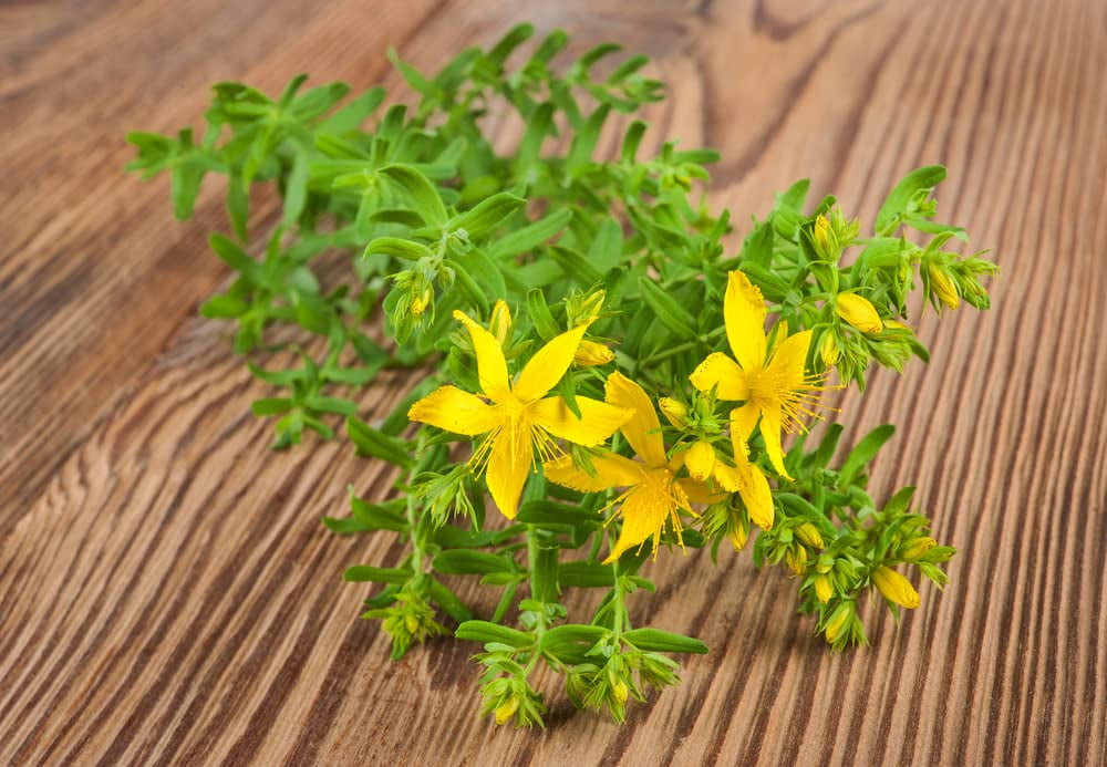 St John Wort Herb Seeds for Planting (500 Seeds) - Hypericum perforatum ...