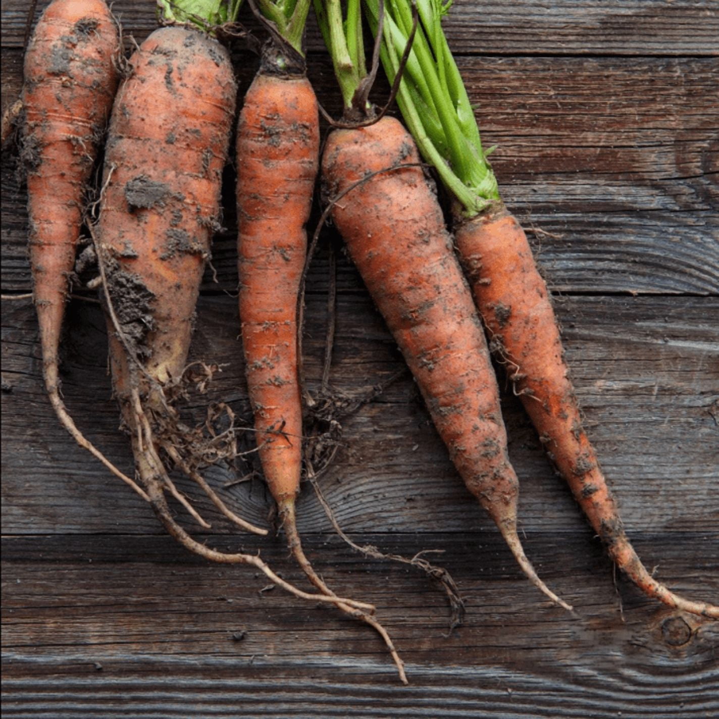 St. Valery Carrot Seeds ~2 Gram – Heirloom Maincrop Variety – Daucus ...