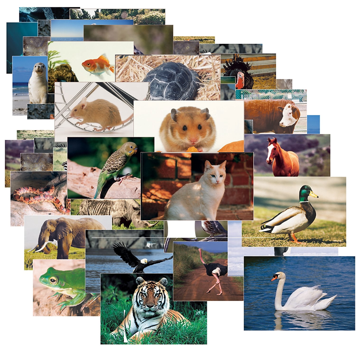 Stages Learning Materials Animals & Insects Posters Mega Set, 14" x 19 ...
