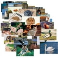 Stages Learning Materials Animals & Insects Posters Mega Set, 14" x 19 ...